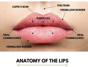 Discovering The Various Types Of Lips | SeaMist MedSpa