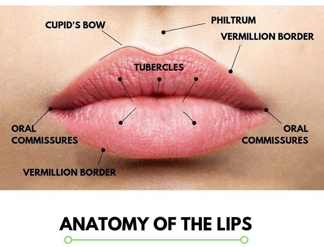 Discovering The Various Types Of Lips | SeaMist MedSpa